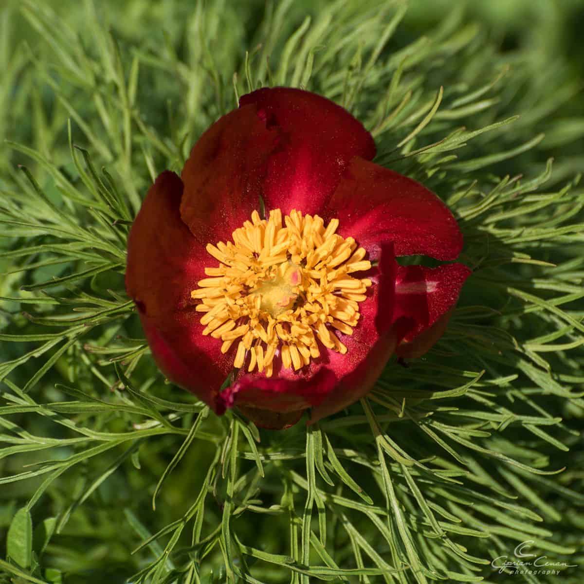 Bujorii de stepă au început deja să înflorească. Unde pot fi admirați